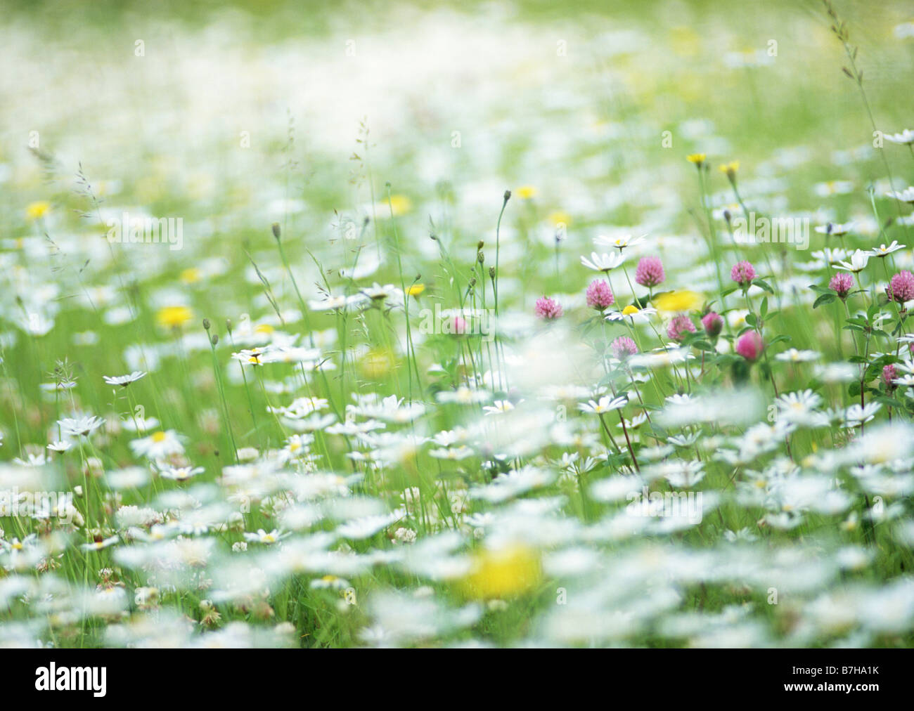 Overcrowding garden hi-res stock photography and images - Alamy