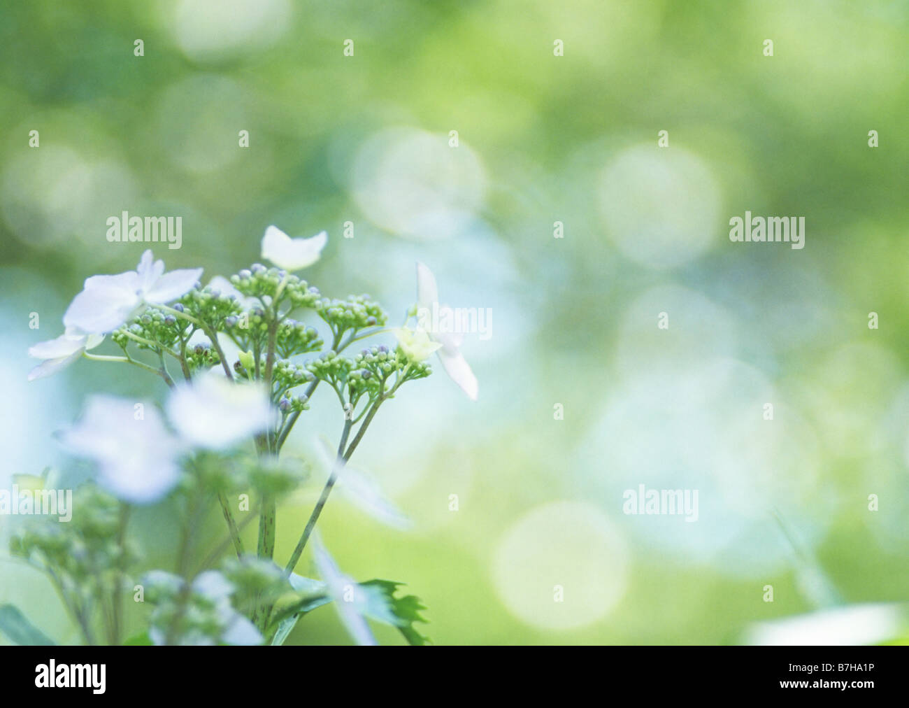 Tea of Heaven Stock Photo - Alamy