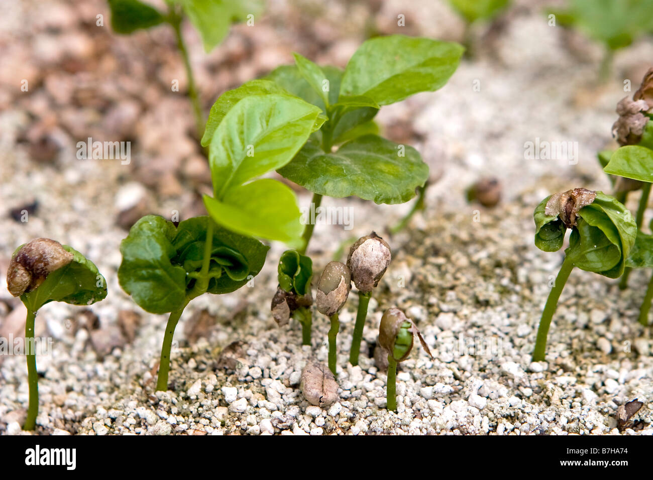 Grafting process of combining arabica and robusta coffee to get a ...