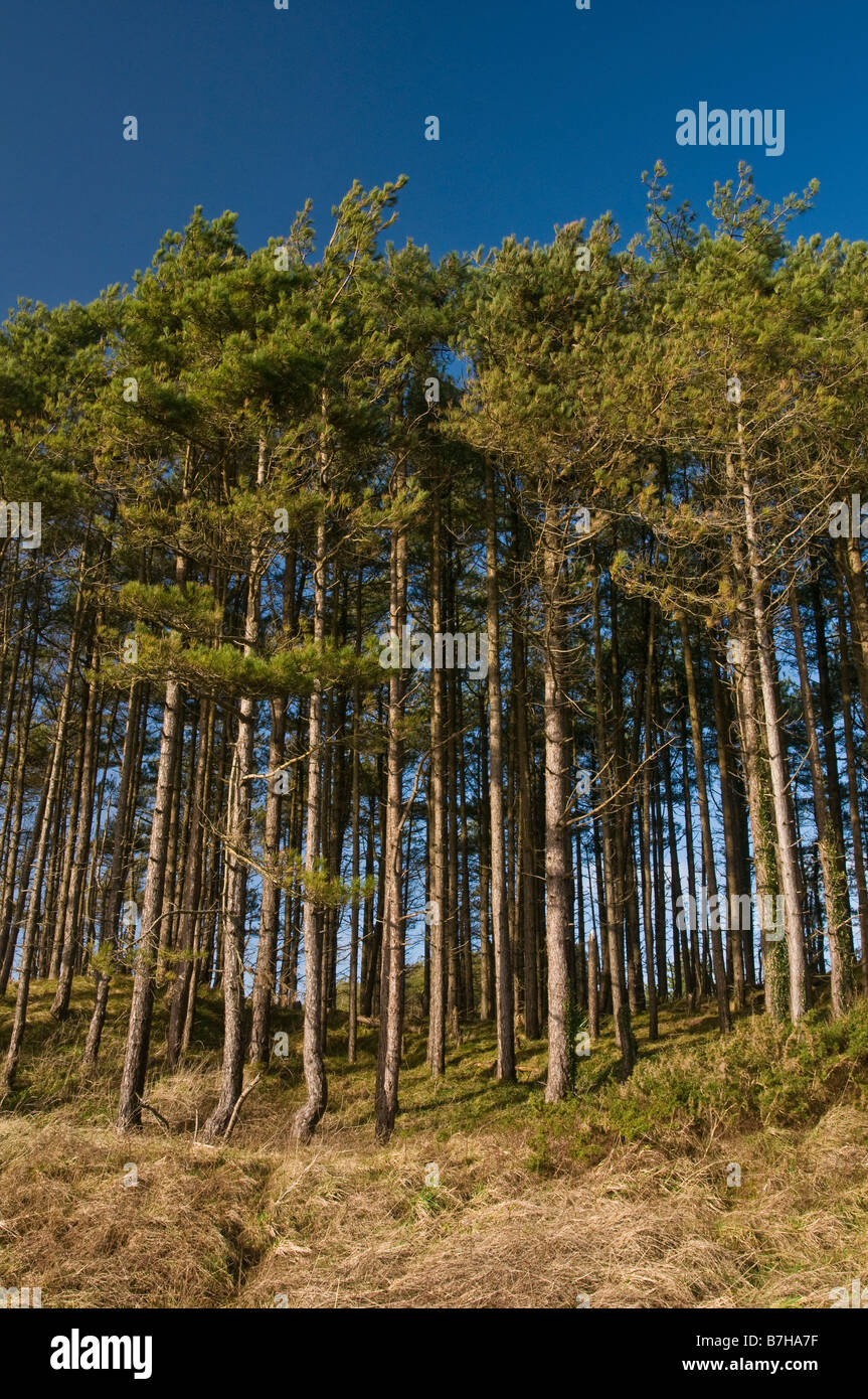 Pembrey country park wales hi-res stock photography and images - Alamy