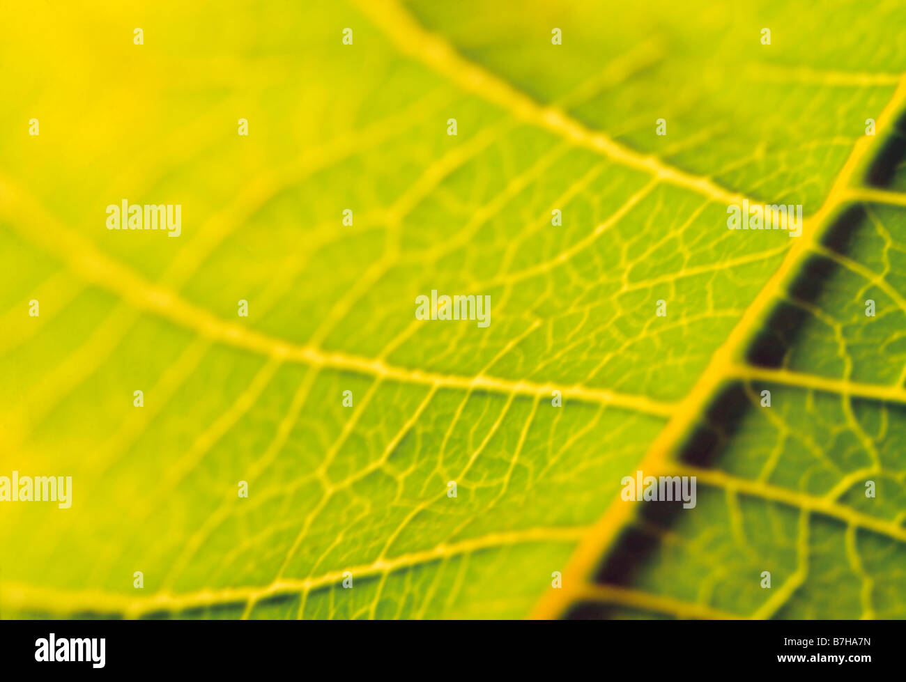 Detail of leaf veins Stock Photo - Alamy