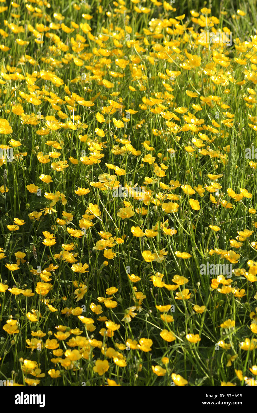 buttercup buttercups flowers in a field Stock Photo - Alamy