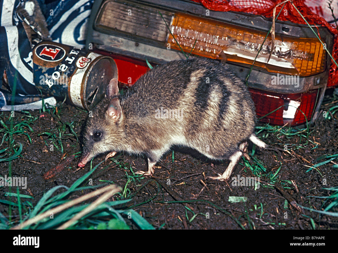 Eastern Barred Bandicoot (Perameles gunnii) - Hamilton, Victoria ...