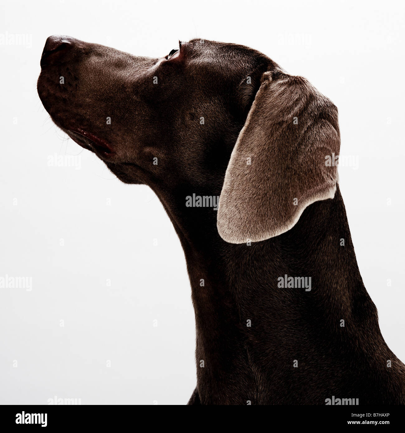 Portrait of a Weimaraner Stock Photo - Alamy