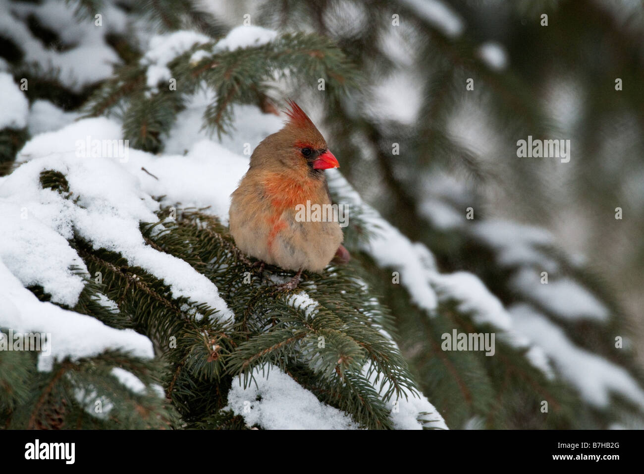 Cardinal in snowy tree hi-res stock photography and images - Alamy