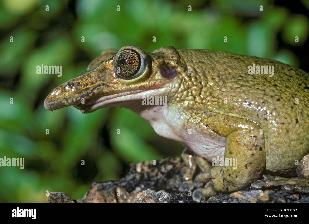 Shovel-nosed Tree Frog (Triprion spatulatus) A large casque-headed type ...
