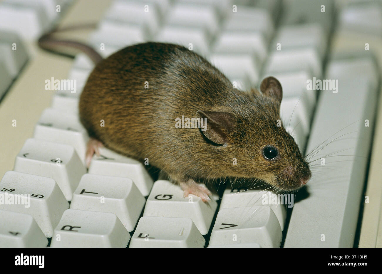 mouse on keyboard / Mus musculus Stock Photo - Alamy