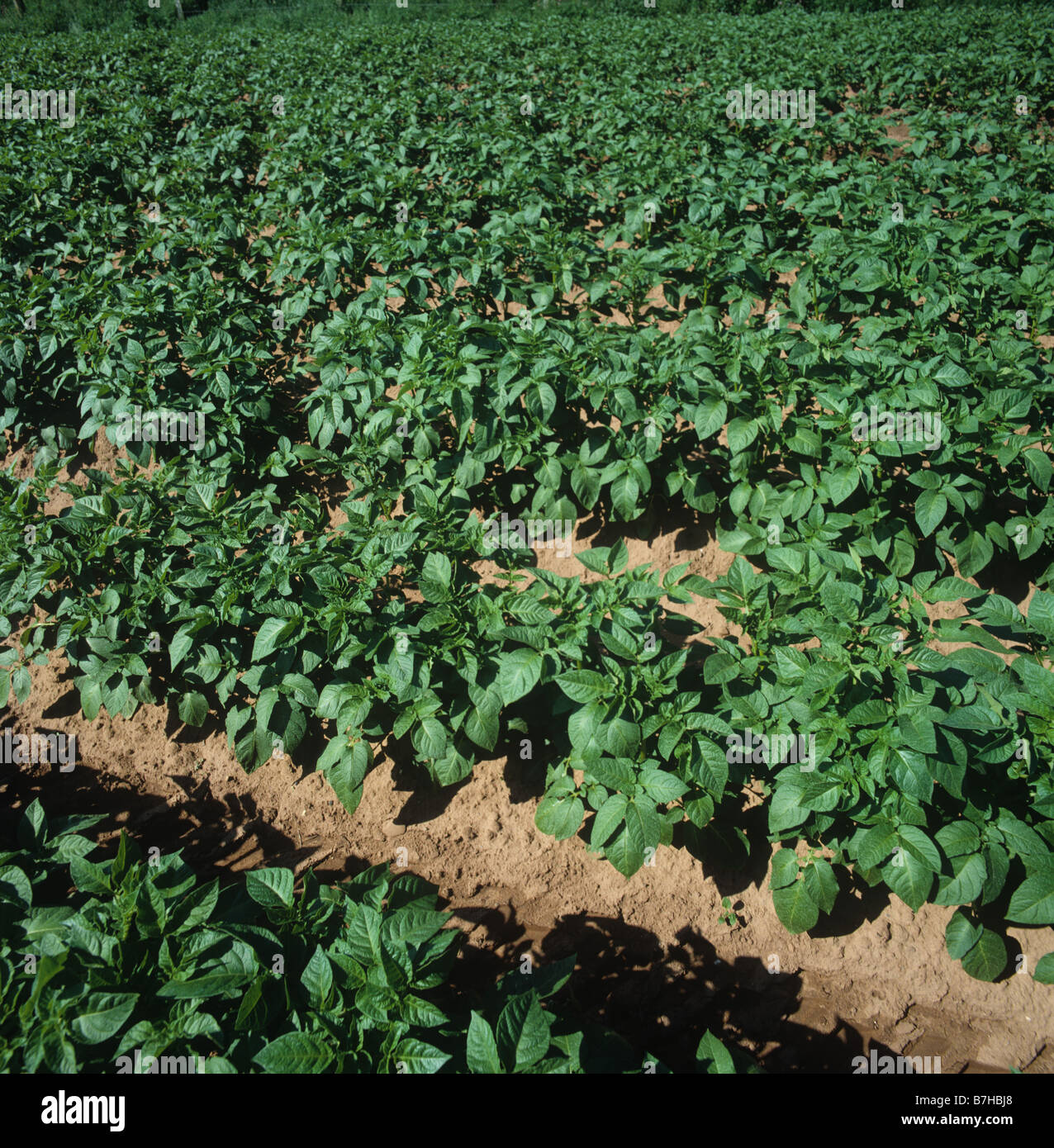 Well established plants hi-res stock photography and images - Alamy