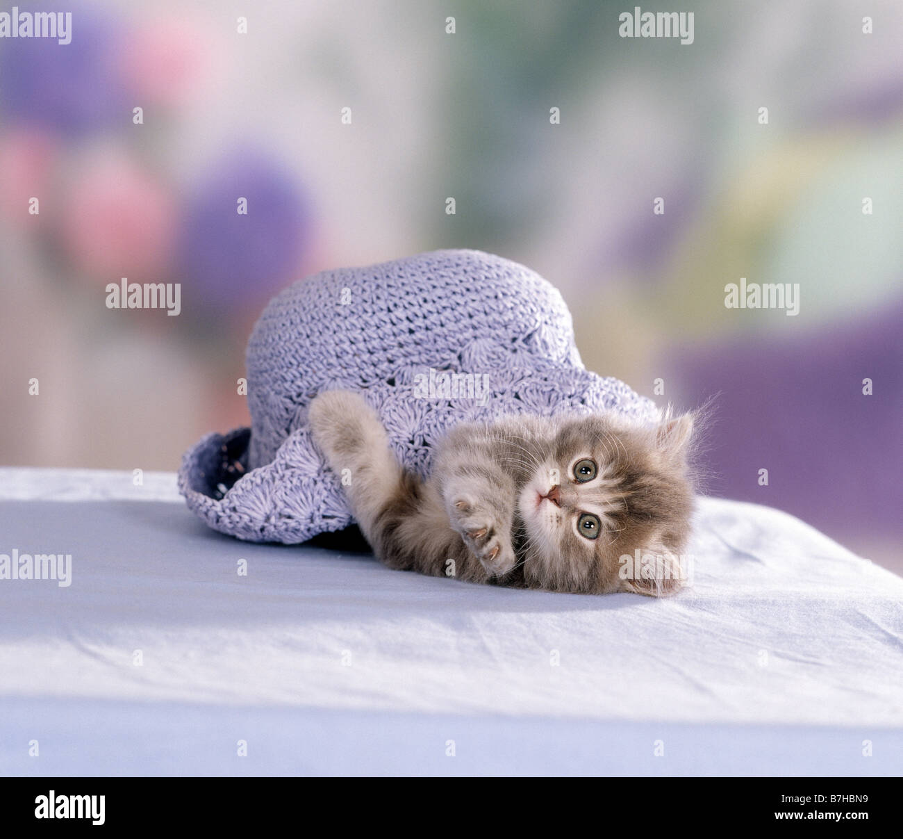 The cat under the hat hi-res stock photography and images - Alamy