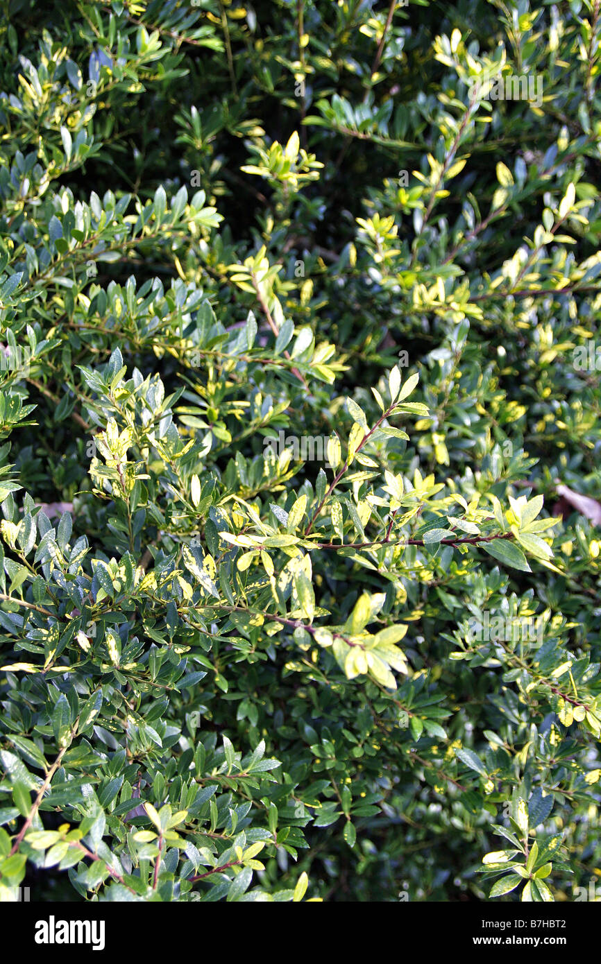 Ilex crenata hi-res stock photography and images - Alamy