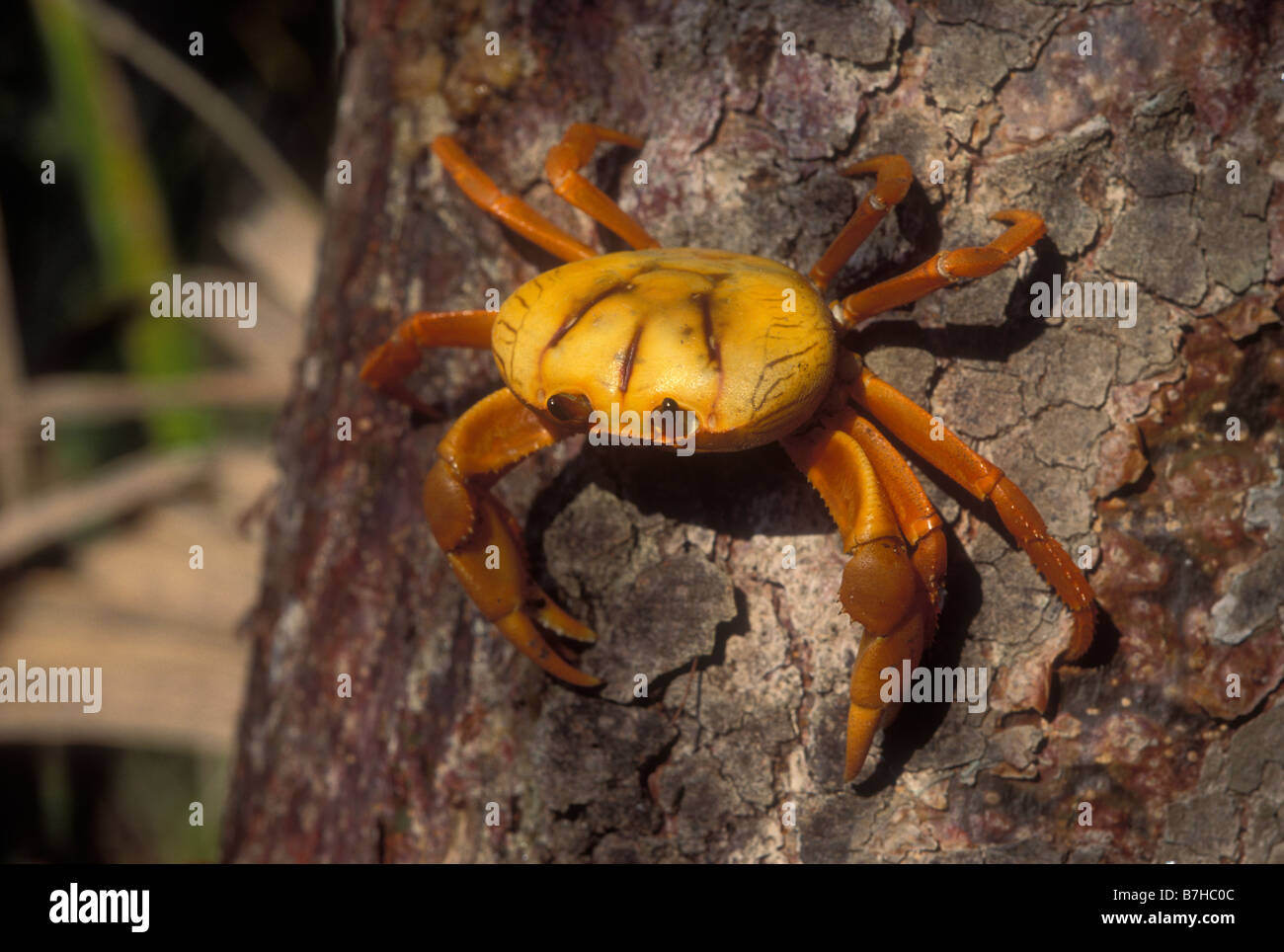 Tree climbing crab hi-res stock photography and images - Alamy