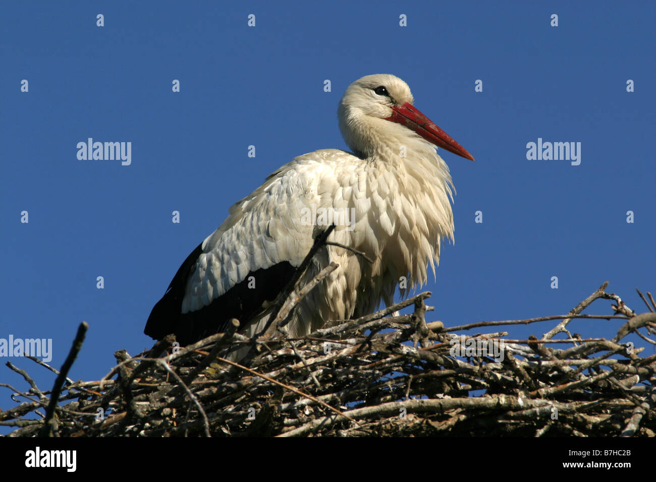 White Stork, Ciconia ciconia, bird, beak, nest, migration, food, stork ...