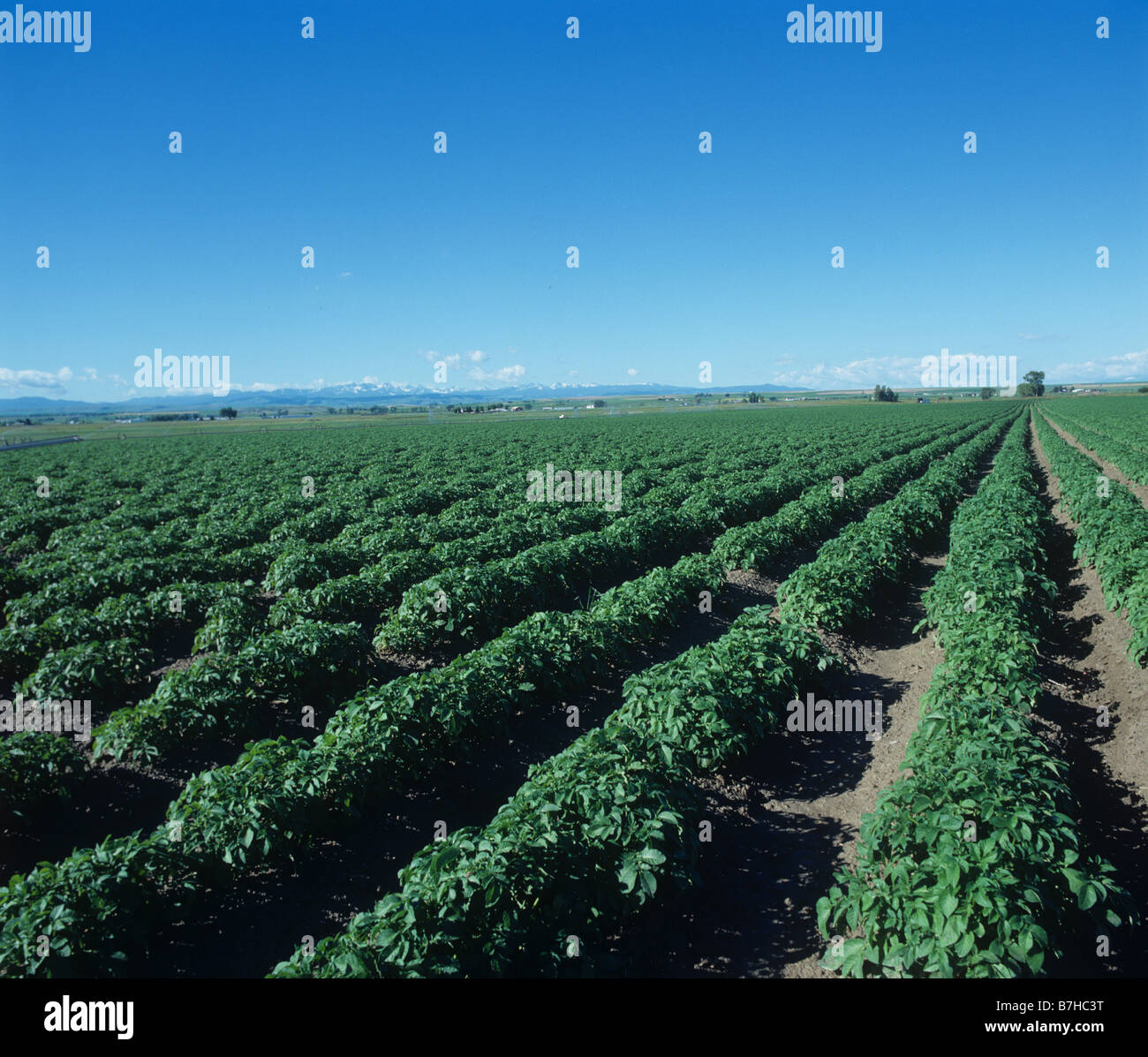 Potato crop on large level field on a fine morning in Montana USA Stock ...