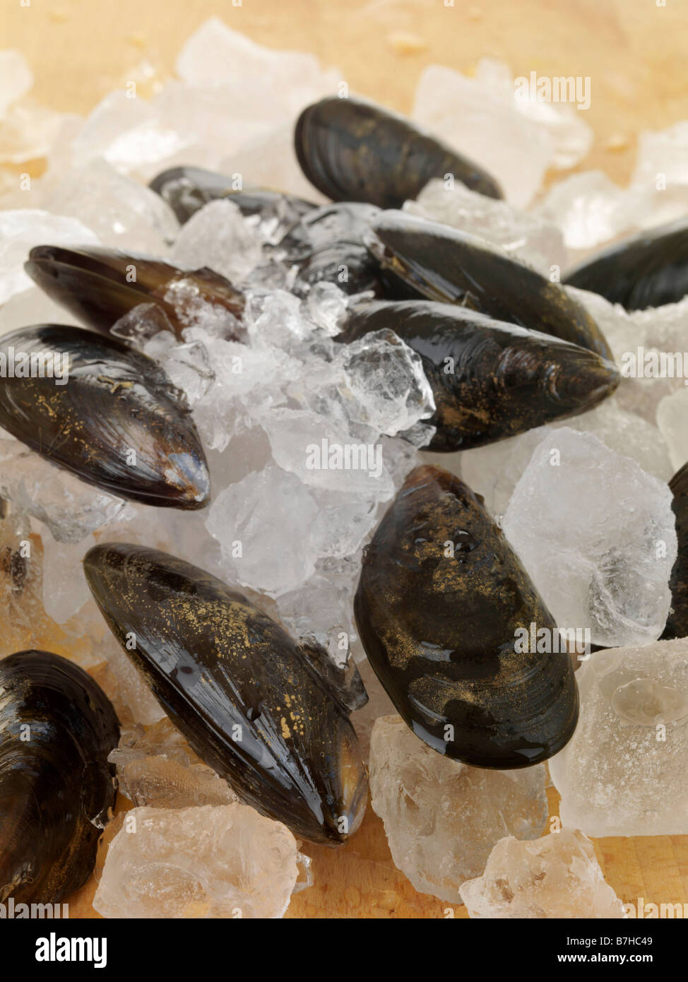 Raw Mussels on Ice Stock Photo - Alamy
