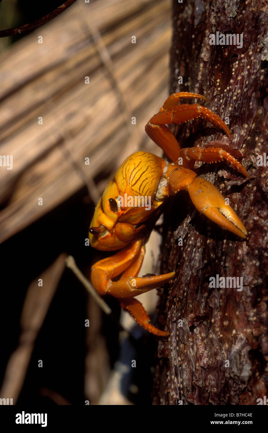 Tree climbing crab hi-res stock photography and images - Alamy