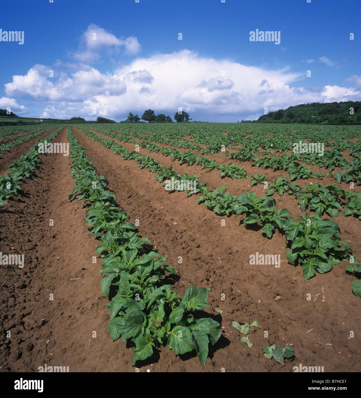 Potato solanum tuberosum crop ridges hi-res stock photography and ...