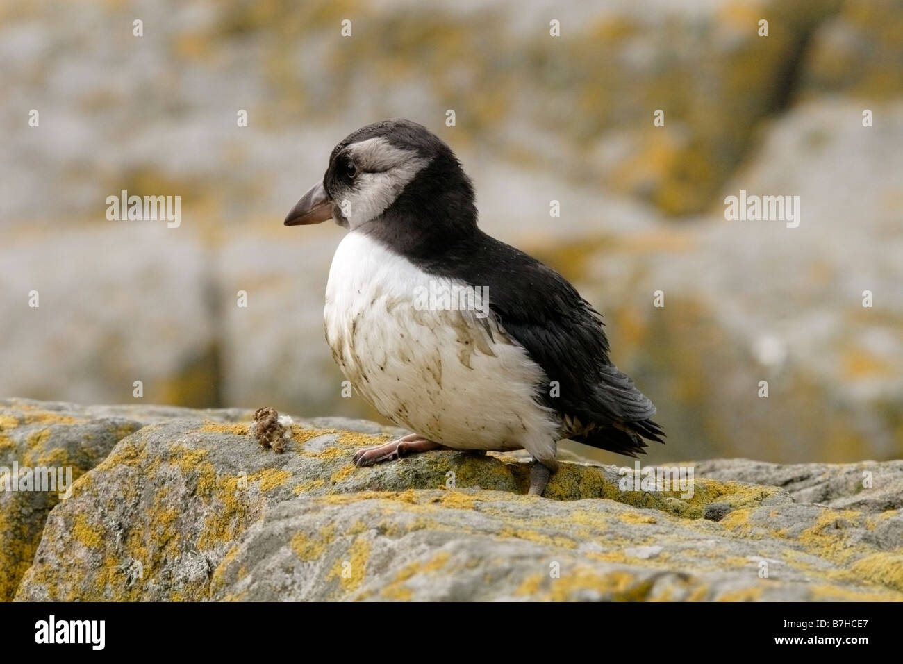 Atlantic puffin juvenile hi-res stock photography and images - Alamy