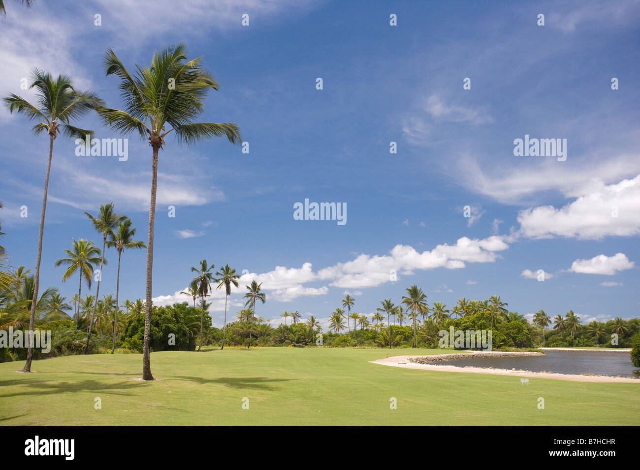 Palm trees on golf course in Brazil Stock Photo - Alamy