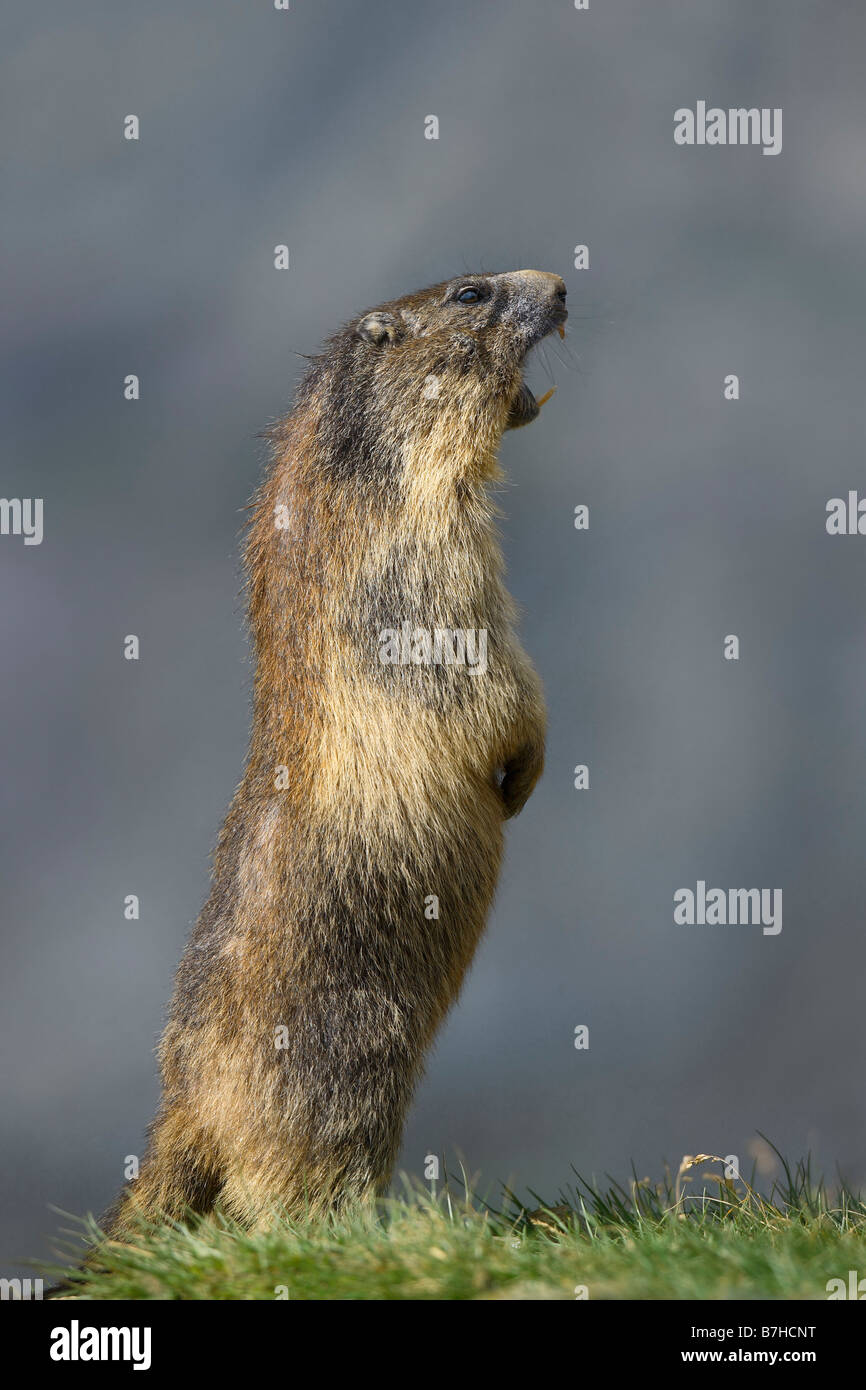 Alpine Marmot (Marmota marmota). Sentinel standing up on its hind legs ...