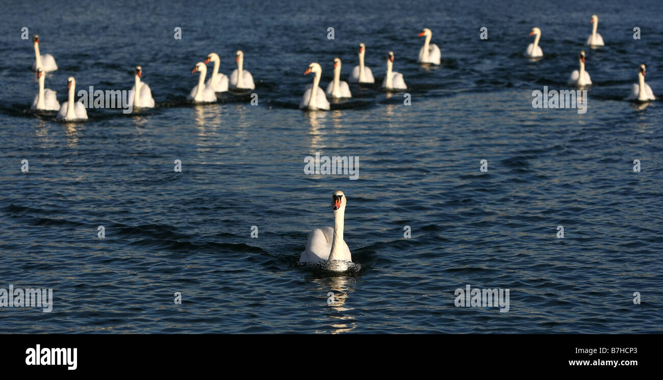 Bevy of swans hi-res stock photography and images - Alamy