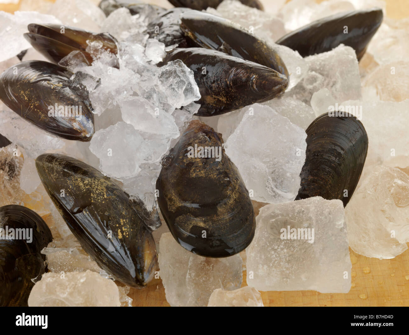 Muscles on Ice Stock Photo - Alamy