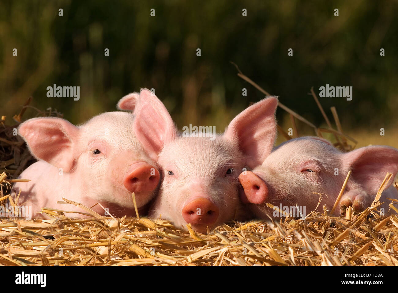 Domestic pig.Three piglets in straw Stock Photo - Alamy