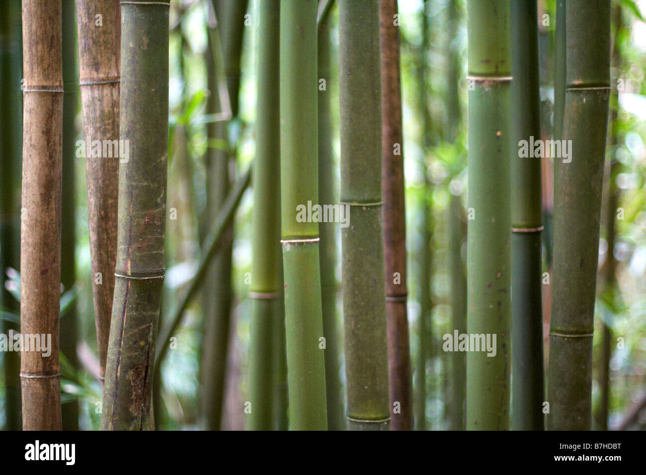 close up of bamboo forest, oahu, hawaii Stock Photo - Alamy