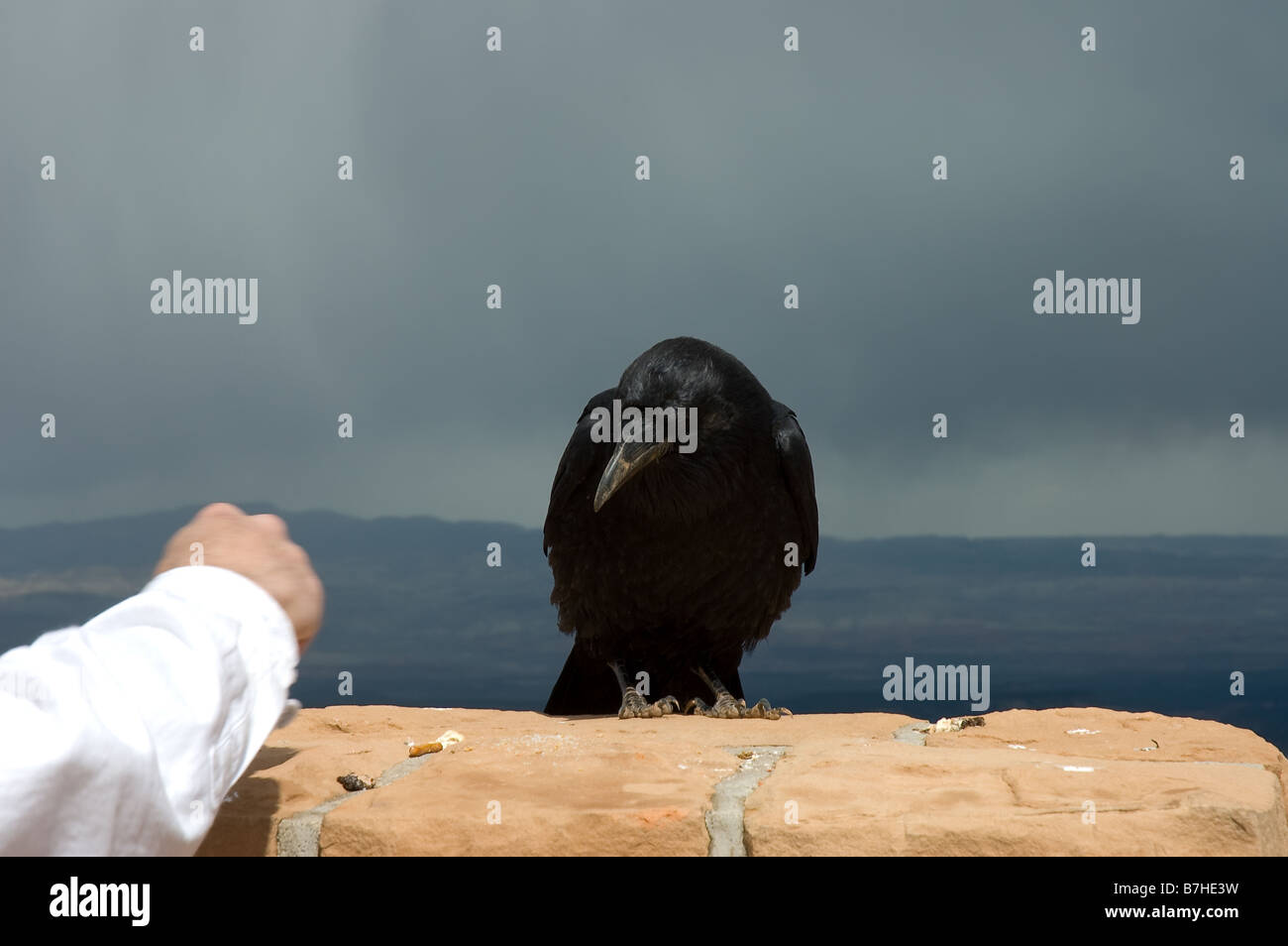great raven in Bryce Canyon National Park, Usa Stock Photo - Alamy