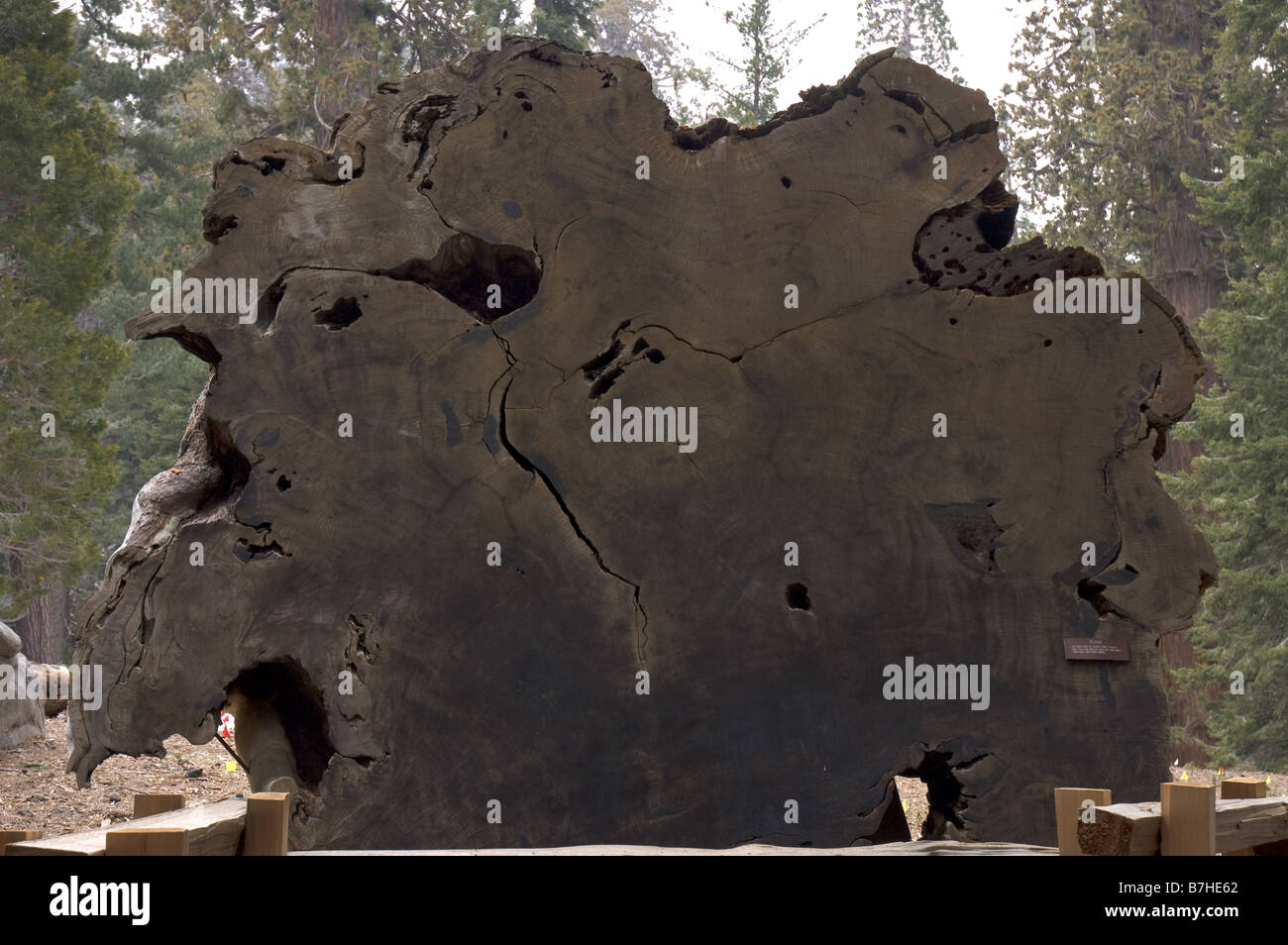old Sequoia slab in Sequoia National Park California, 2000 years old ...