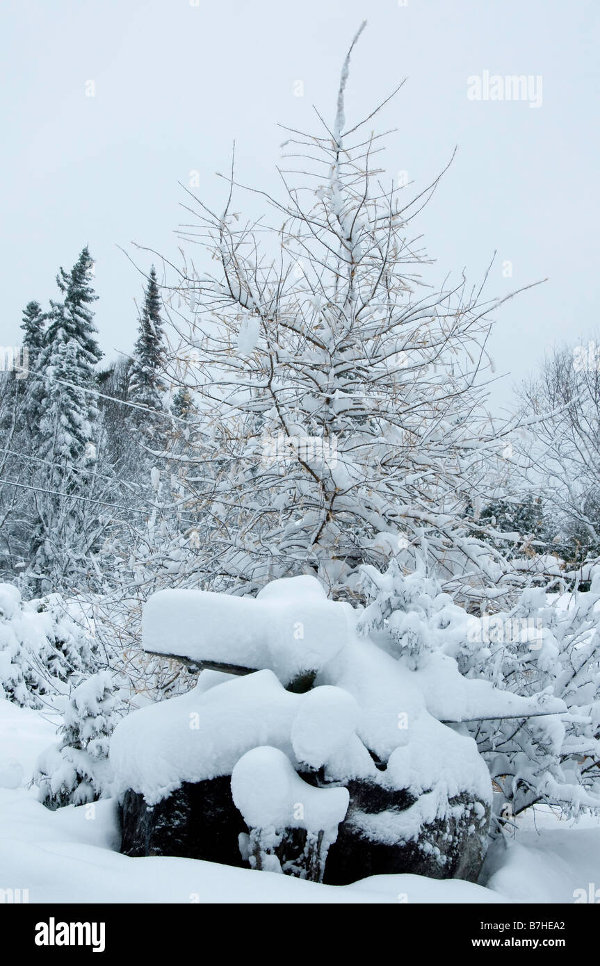 larch tree bending under heavy snow Quebec Canada Stock Photo - Alamy