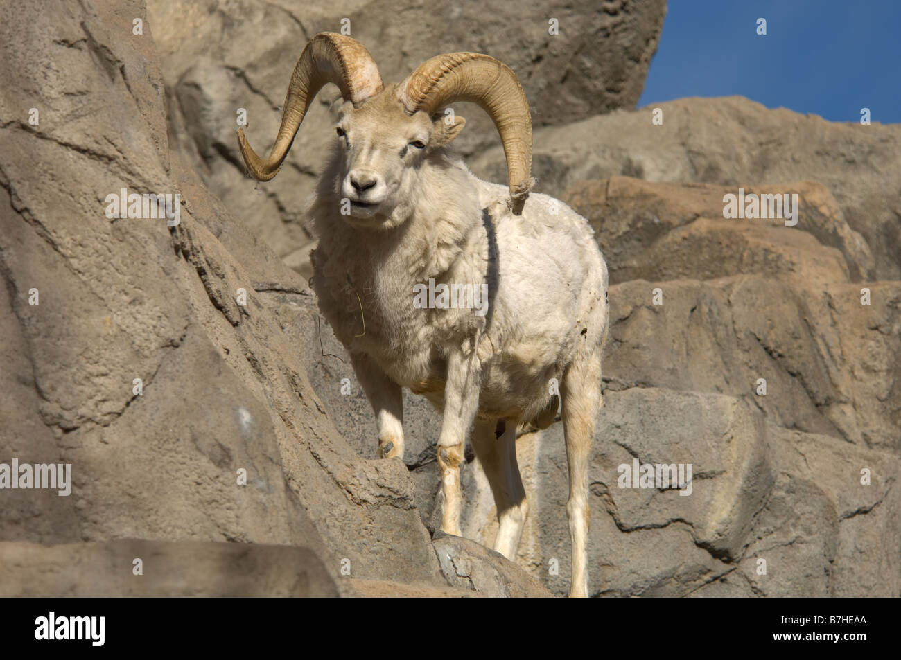 Dall sheep ram hi-res stock photography and images - Alamy