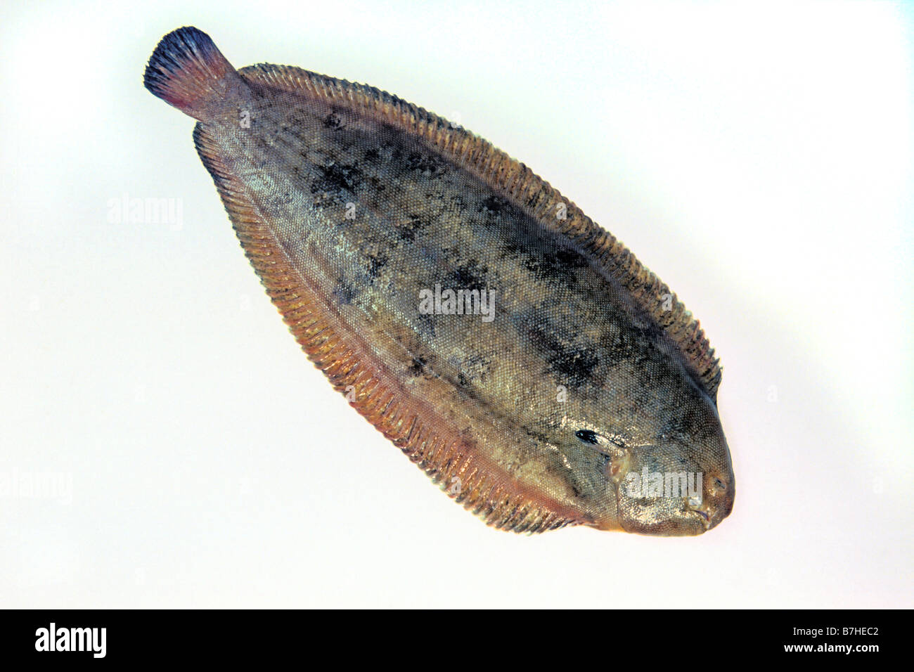 Solea solea hi-res stock photography and images - Alamy