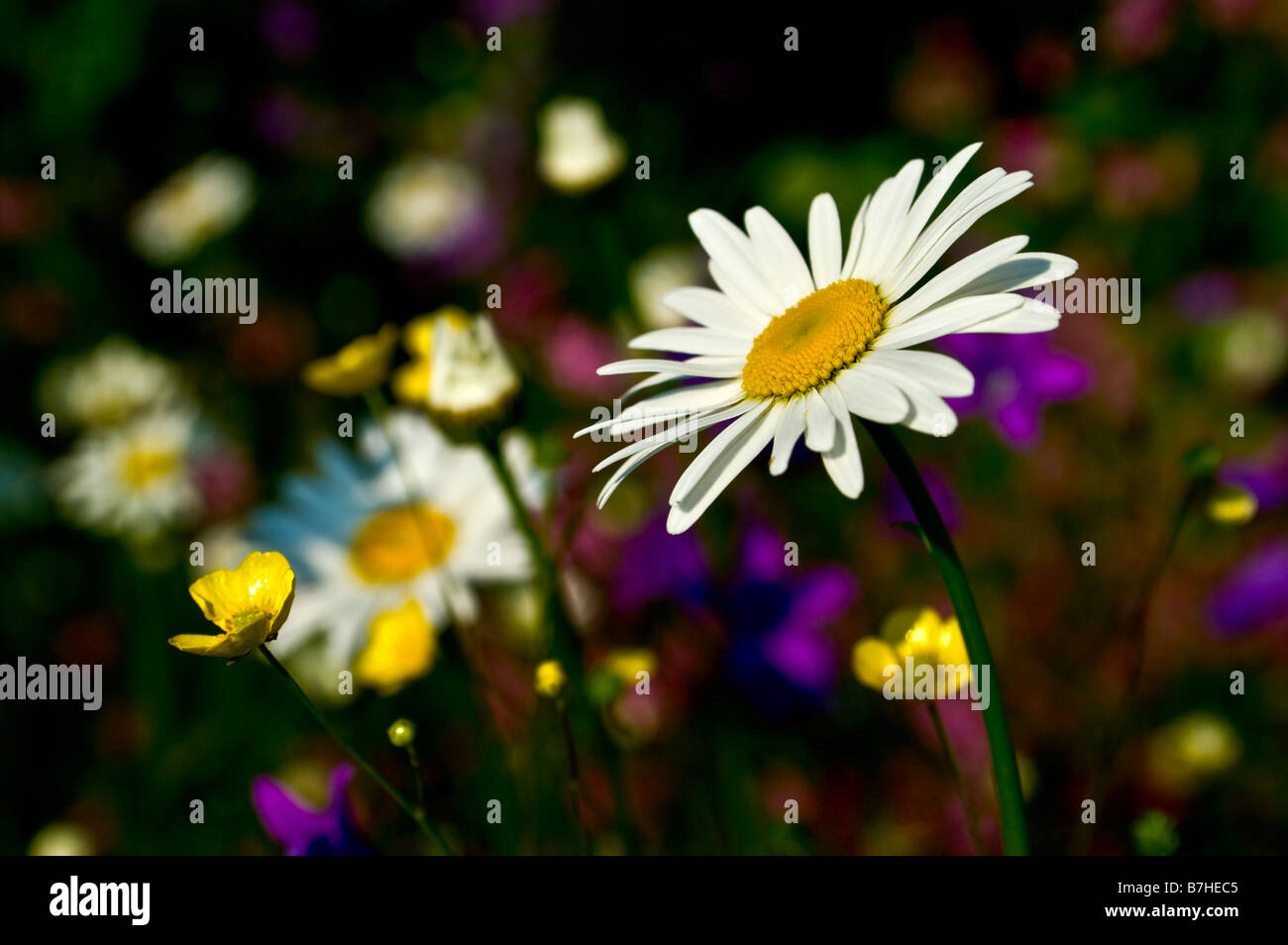Common daisies (bellis perennis) in a setting of summer meadow Stock ...