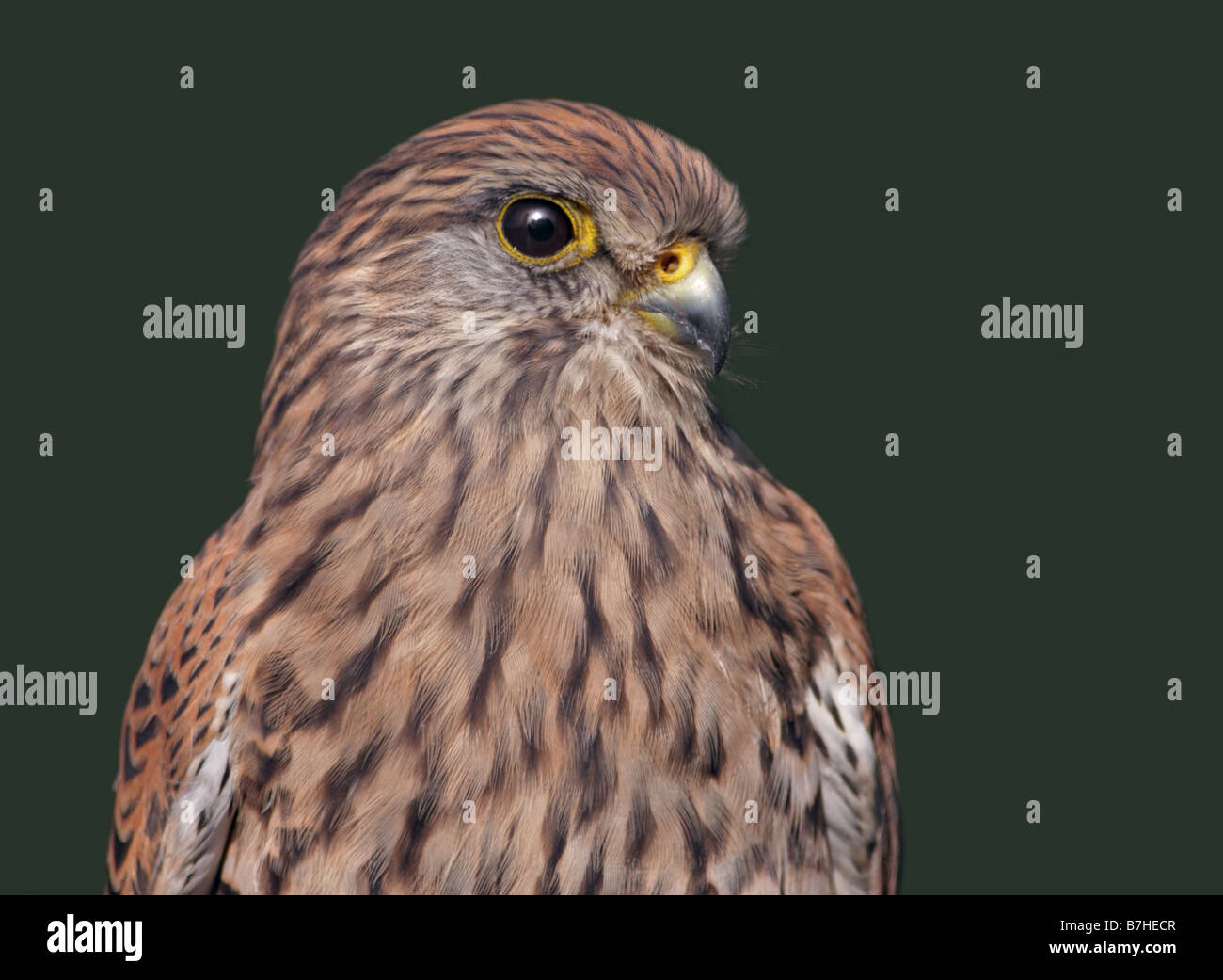 Most common falcon hi-res stock photography and images - Alamy
