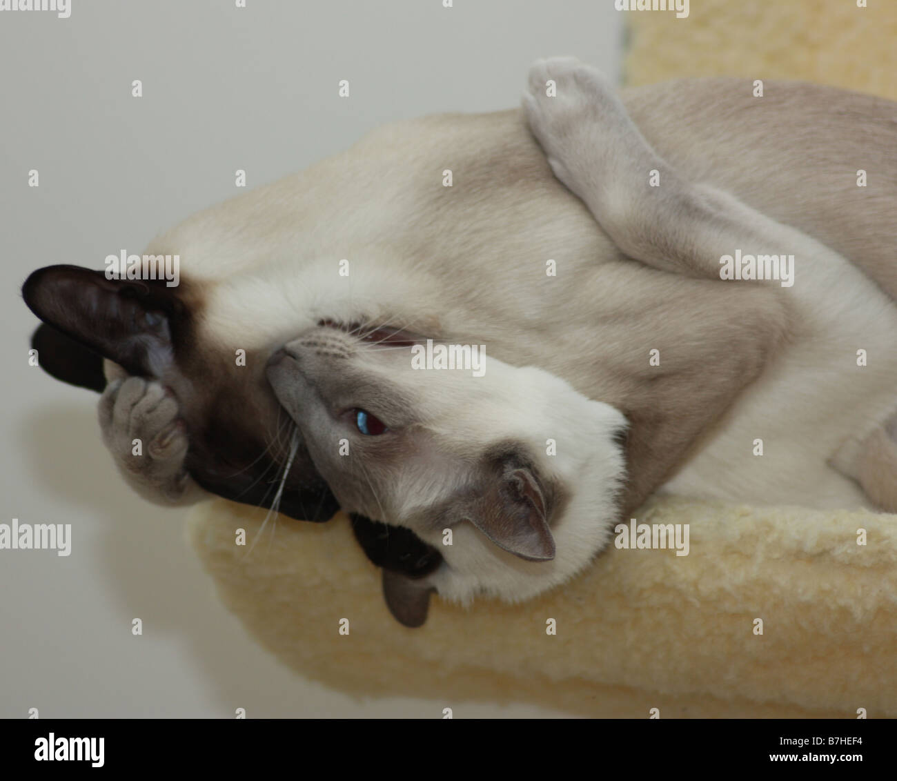 Siamese cats hi-res stock photography and images - Alamy