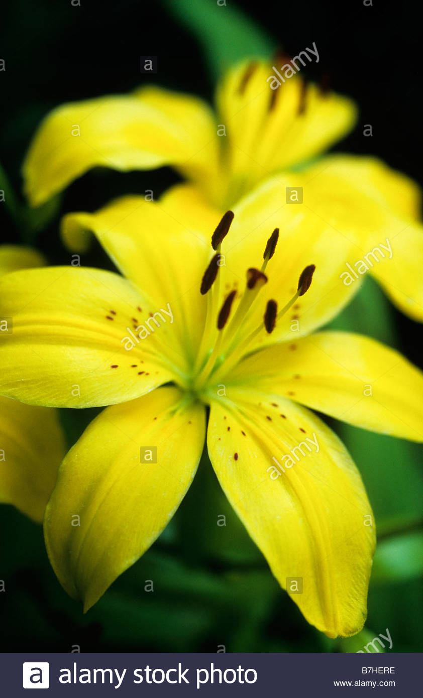 Lilium Henryi Stock Photos & Lilium Henryi Stock Images - Alamy