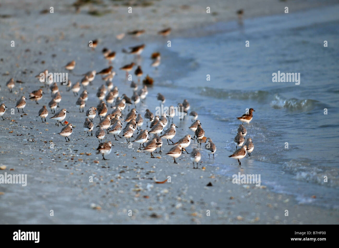 Little birds on the beach Stock Photo - Alamy