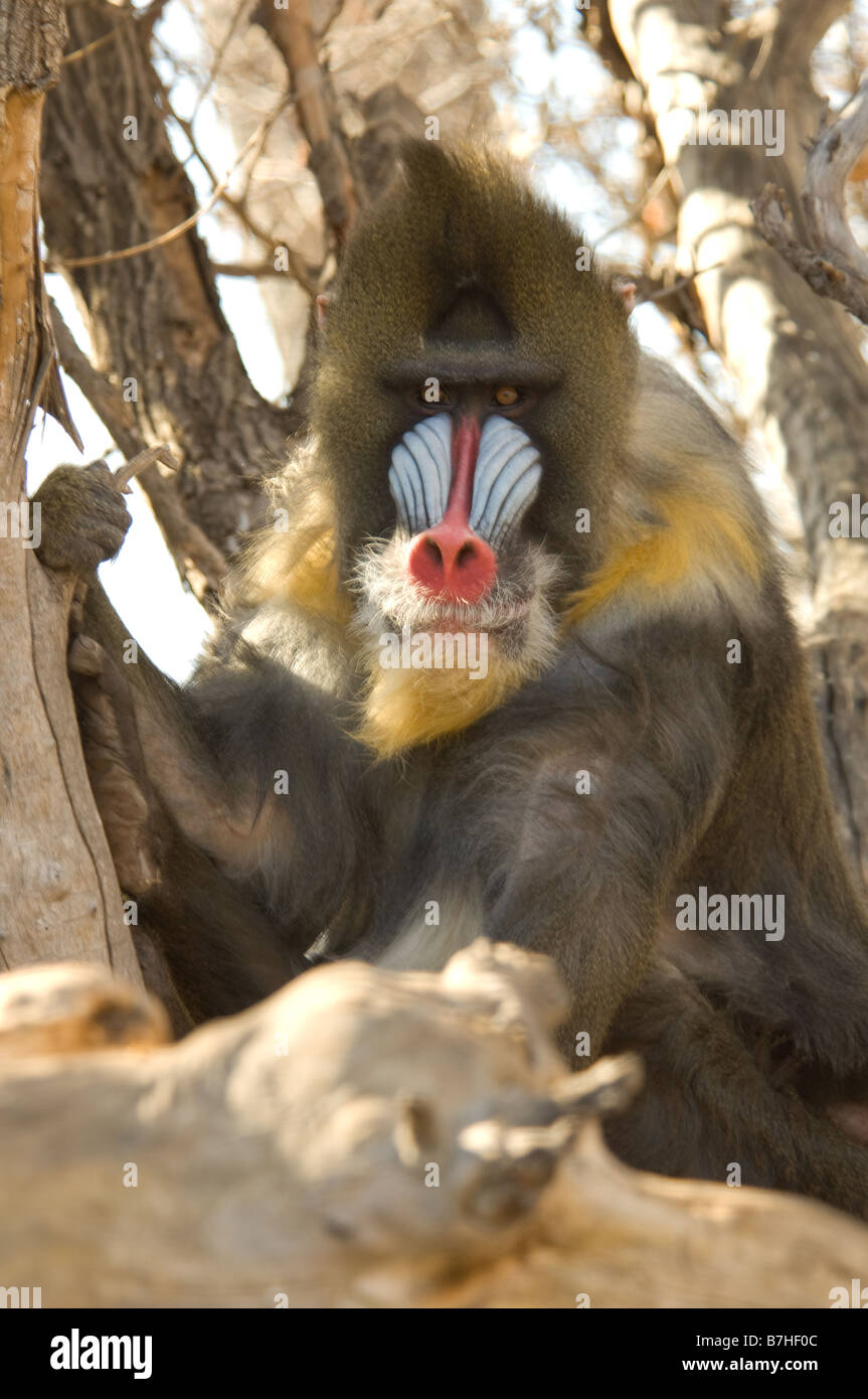 Mandrill hi-res stock photography and images - Alamy