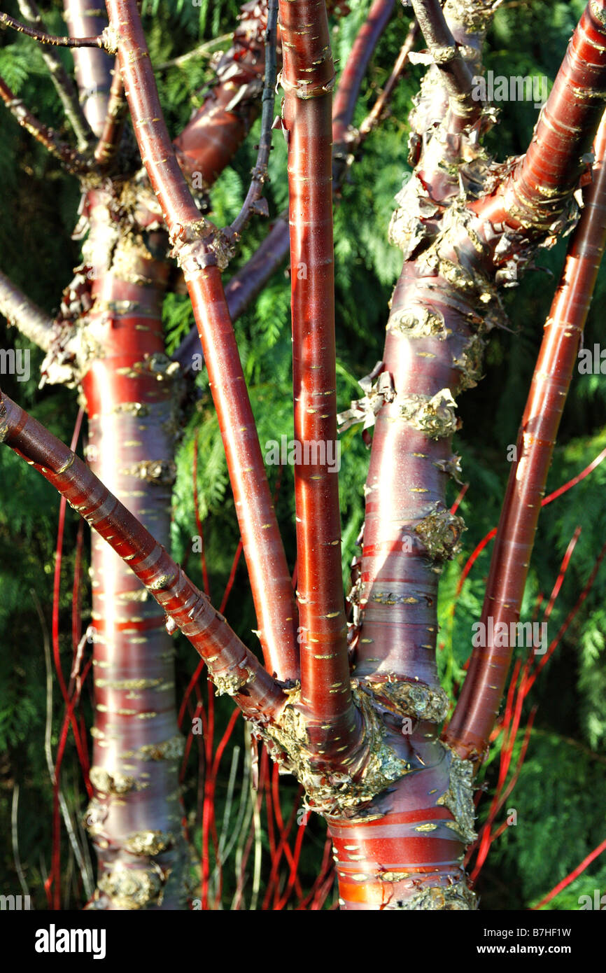 Prunus serrula hi-res stock photography and images - Alamy
