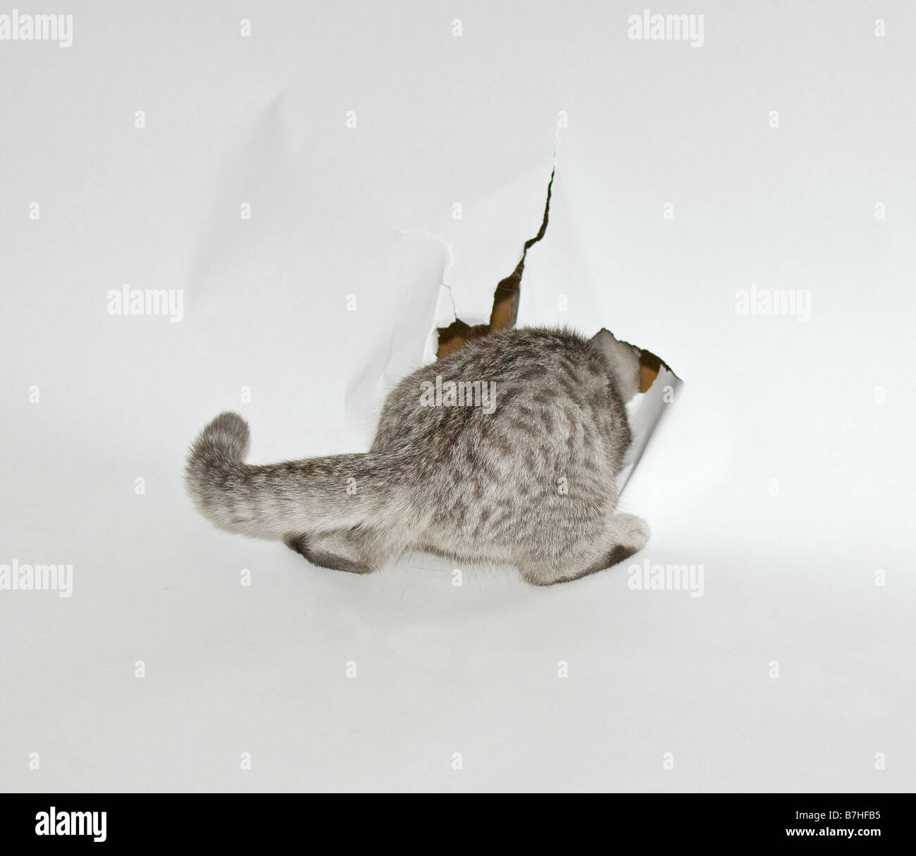 kitten - back view - creeping through paper Stock Photo - Alamy
