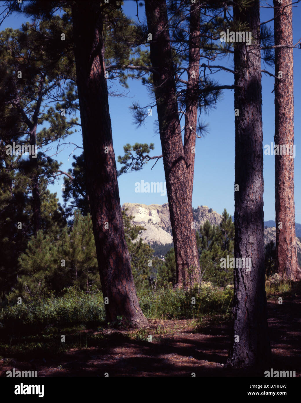 Mount rushmore and trees hi-res stock photography and images - Alamy