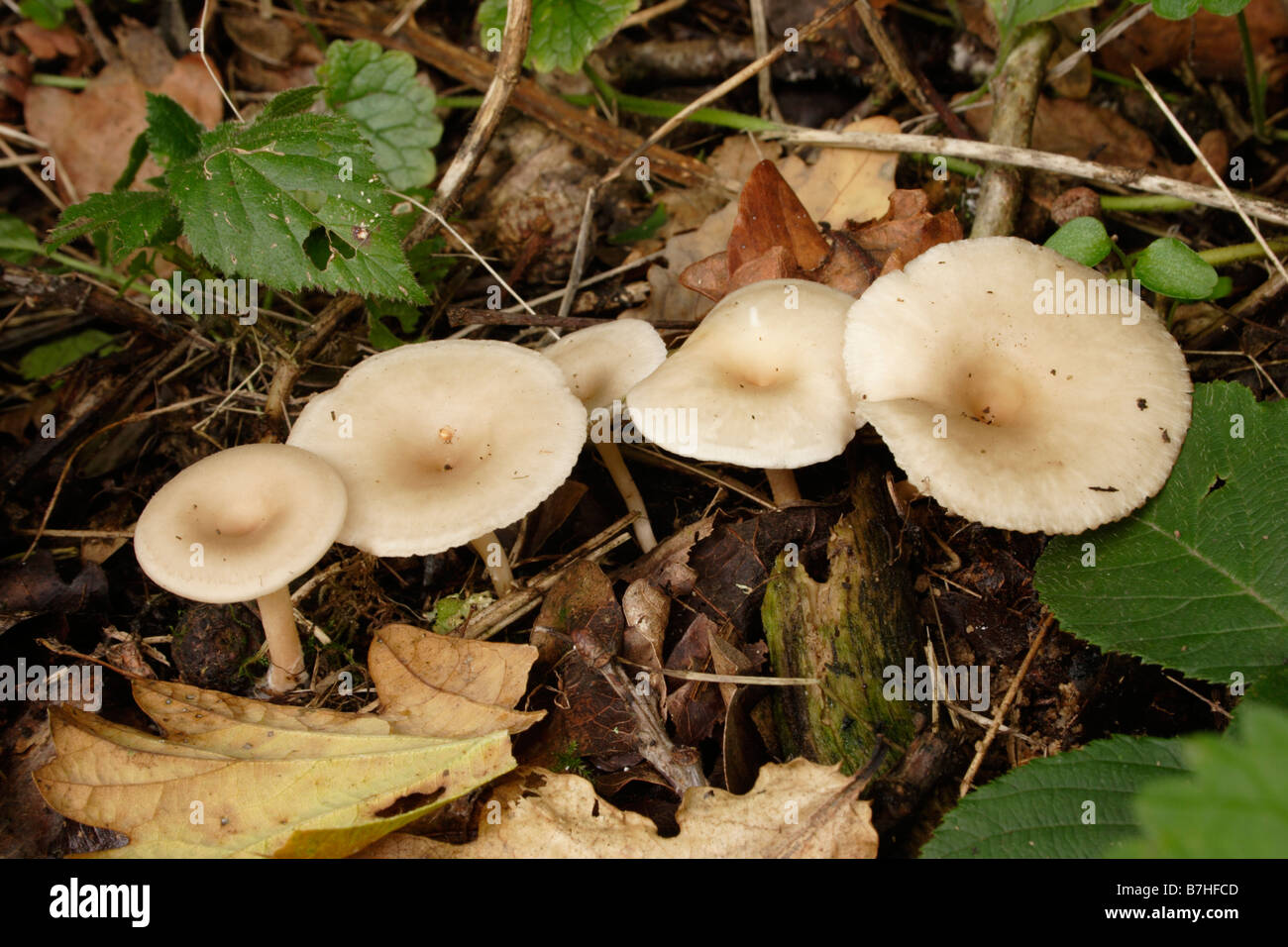 A funnelcap fungus Clitocybe hydrogramma in grass beside woodland UK ...