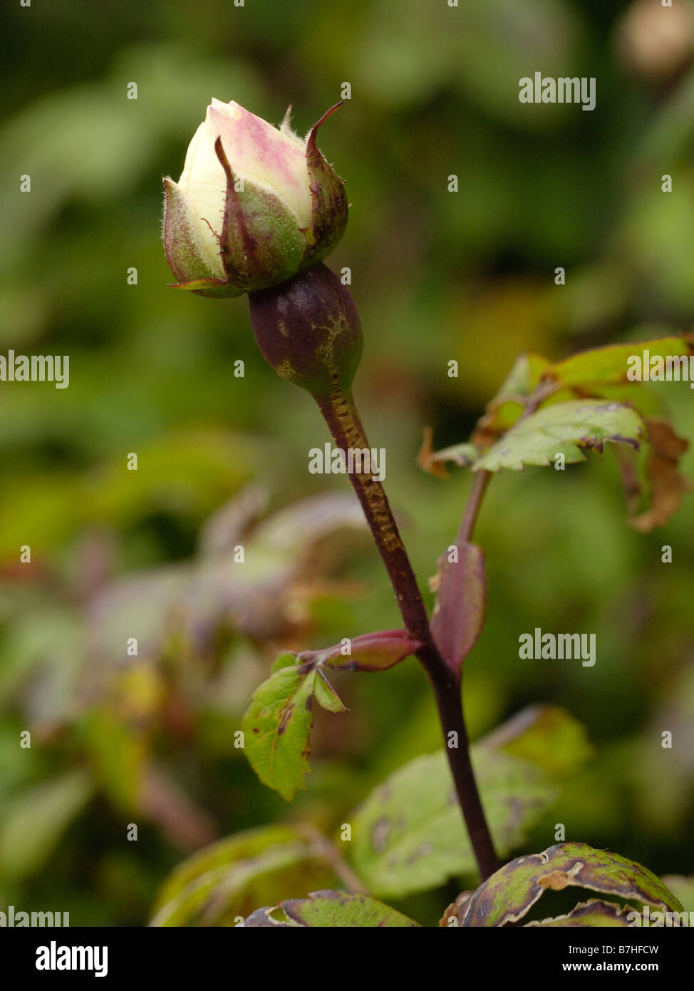 Field rose hi-res stock photography and images - Alamy