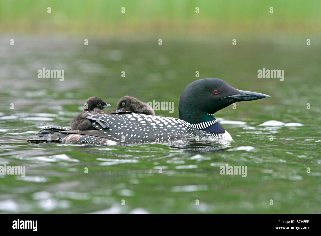 Common Loon and babies Stock Photo - Alamy