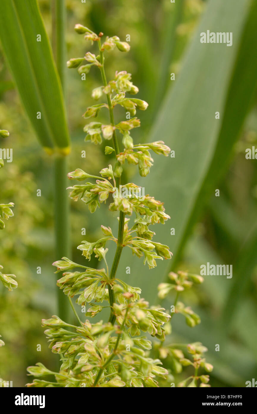 Water Dock, rumex hydrolapathum Stock Photo - Alamy