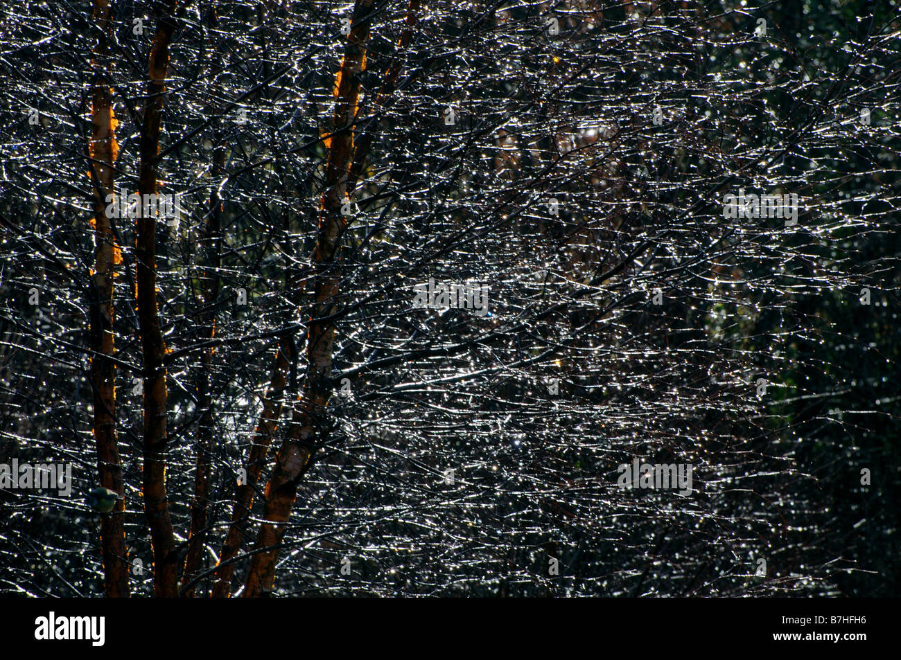 A Birch tree glistening with rain Stock Photo - Alamy