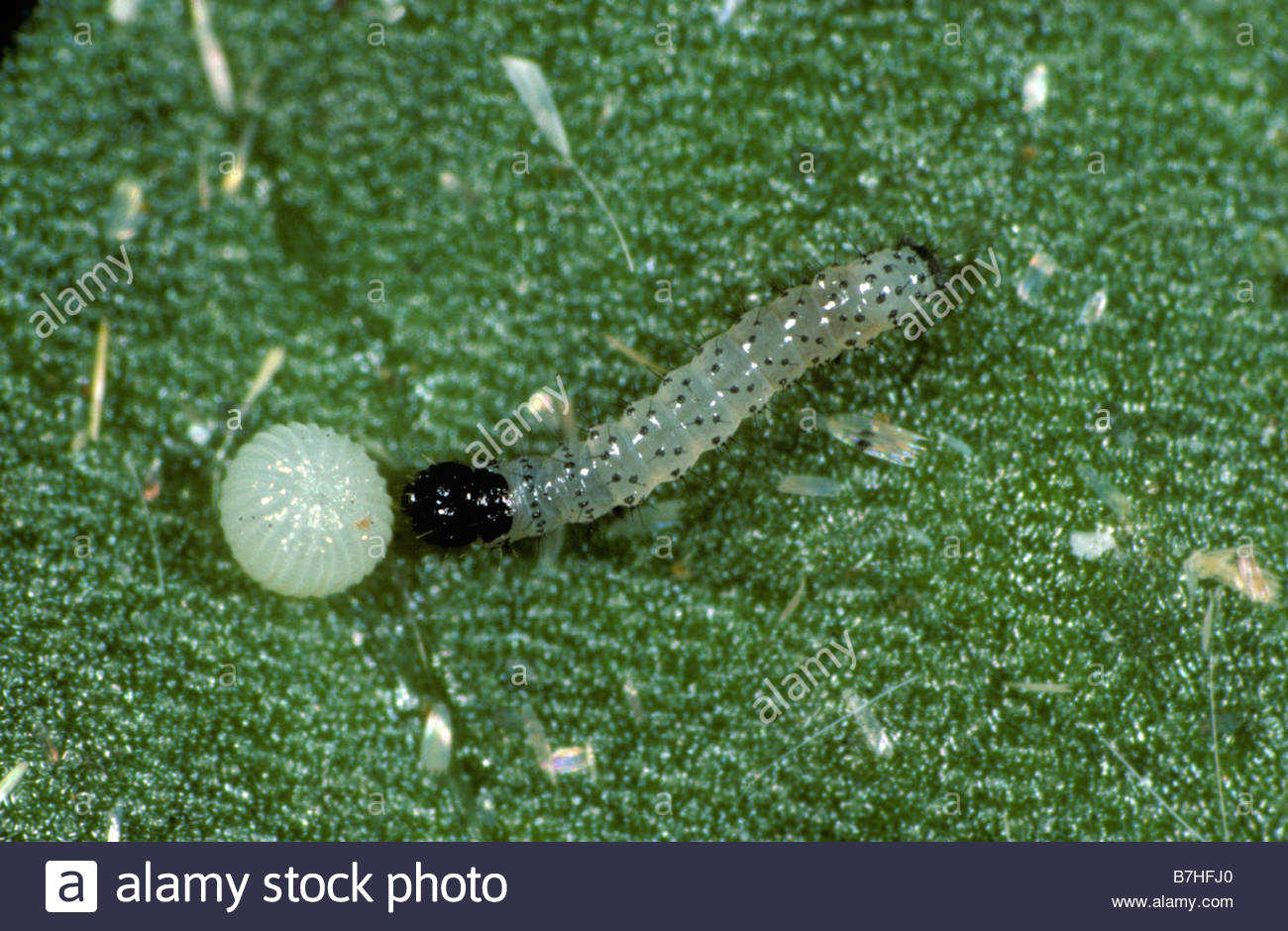American Bollworm Stock Photos & American Bollworm Stock Images - Alamy