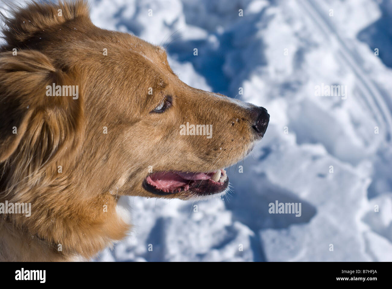 Portrait of a large brown dog mutt set against a snowy background Stock ...