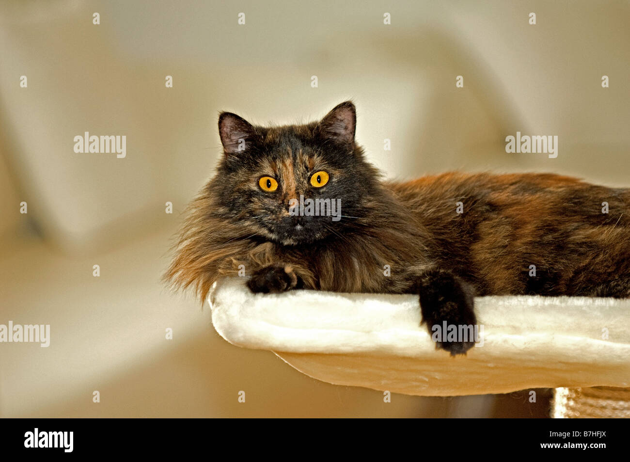 cat - lying on scratching post Stock Photo - Alamy