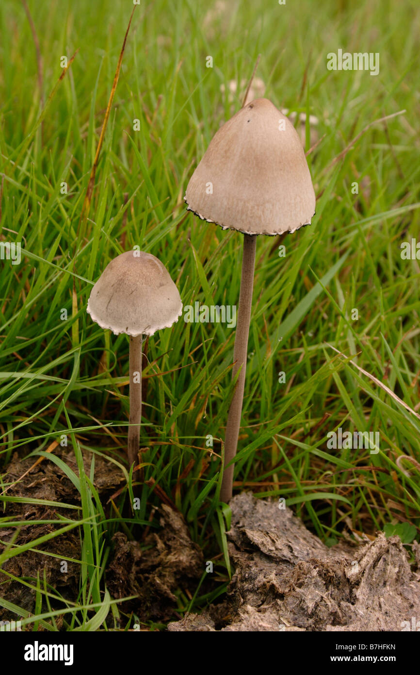 Petticoat mottlegill fungi Paneolus papilionaceus on a cow pat UK Stock ...